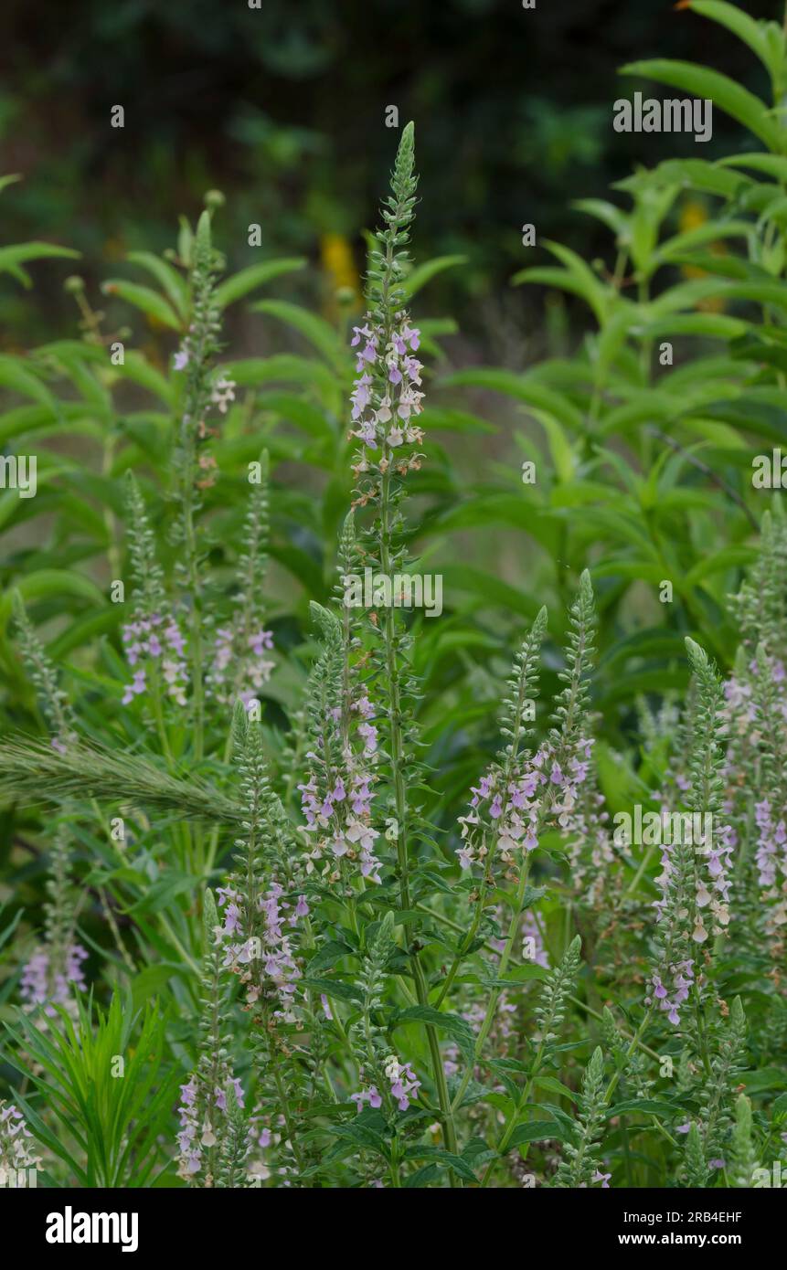 American Germander, Teucrium canadense Stock Photo - Alamy
