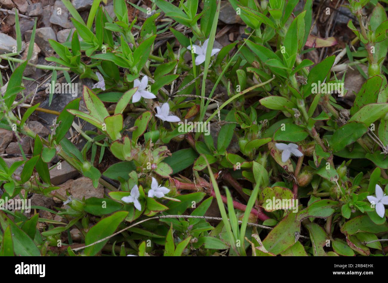 Buttonweed hi-res stock photography and images - Alamy