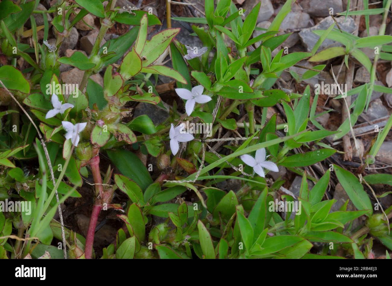 Buttonweed hi-res stock photography and images - Alamy