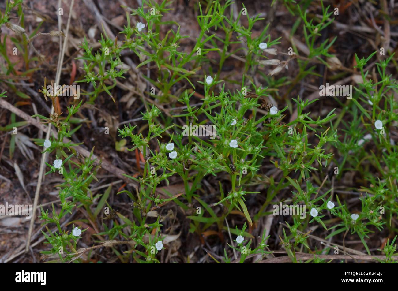 S procumbens hi-res stock photography and images - Alamy
