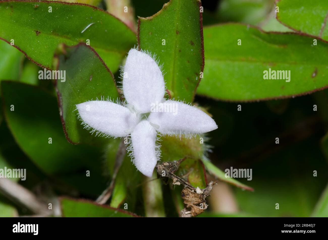 Virginia Buttonweed, Diodia virginiana Stock Photo - Alamy