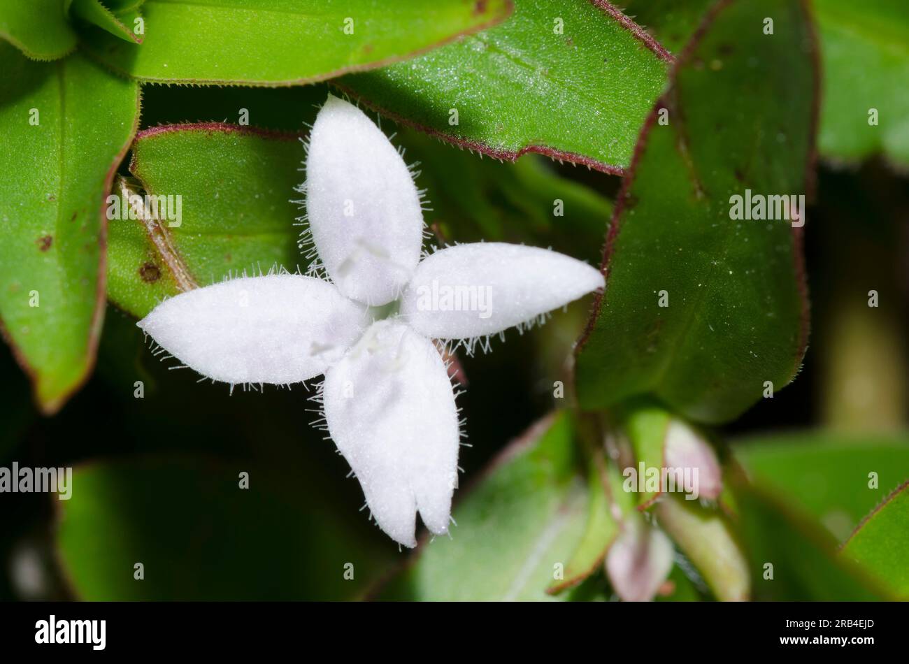 Buttonweed hi-res stock photography and images - Alamy