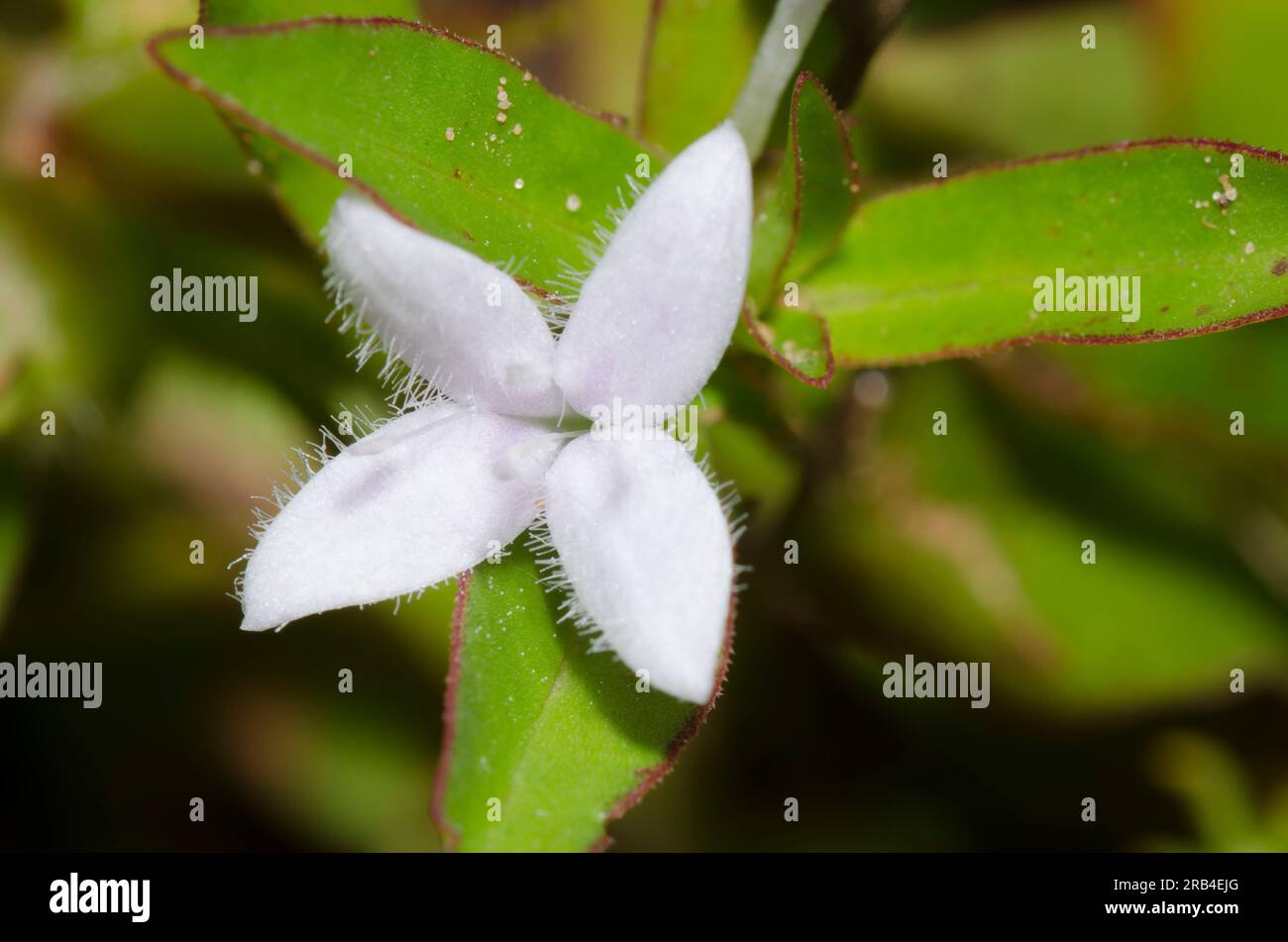 Virginia Buttonweed, Diodia virginiana Stock Photo - Alamy