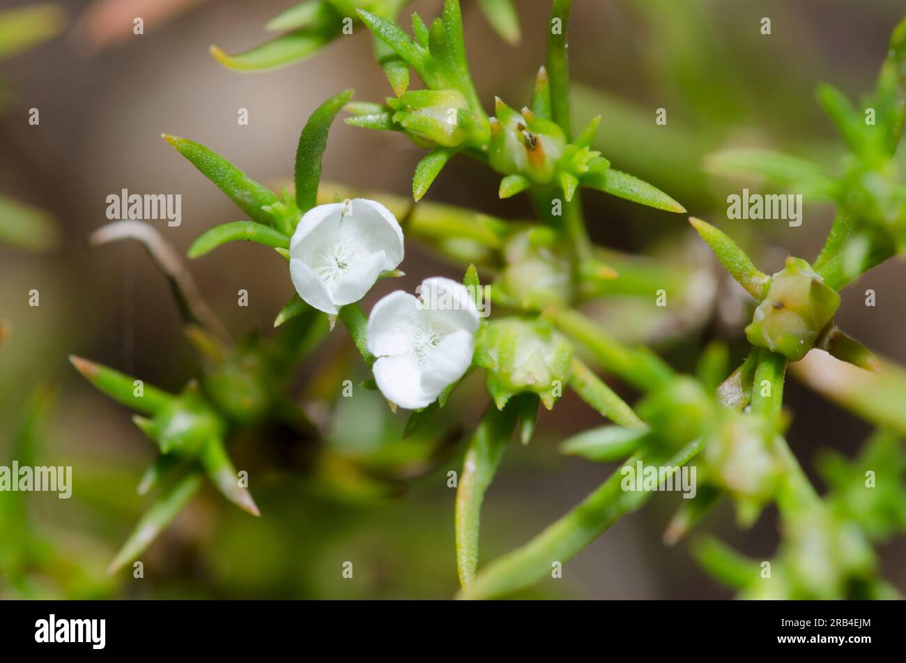 S procumbens hi-res stock photography and images - Alamy