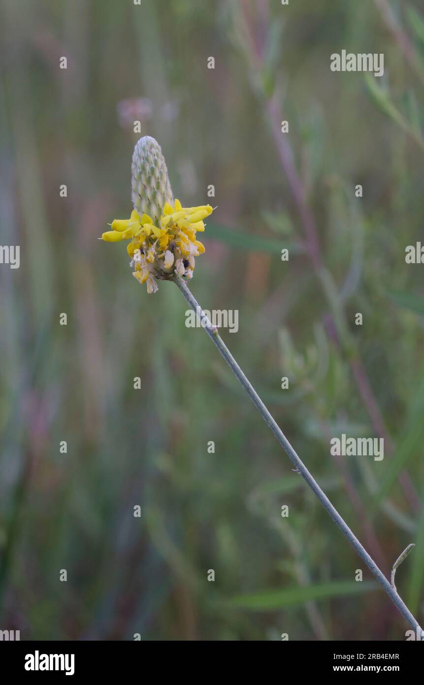 Golden Prairie Clover, Dalea aurea Stock Photo - Alamy