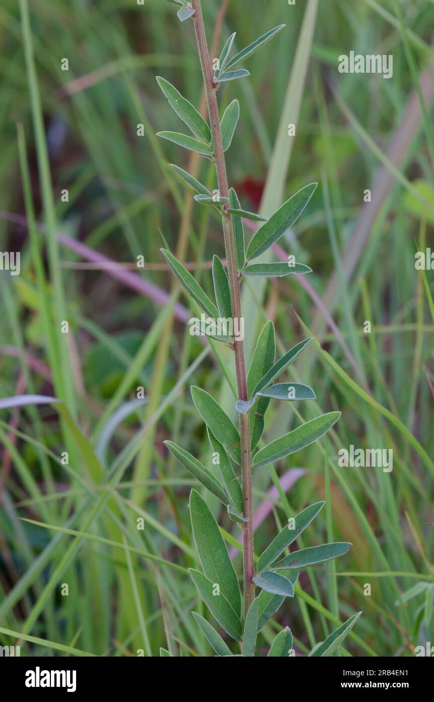 Sessileleaf Ticktrefoil, Desmodium sessilifolium, stem and leaves Stock ...