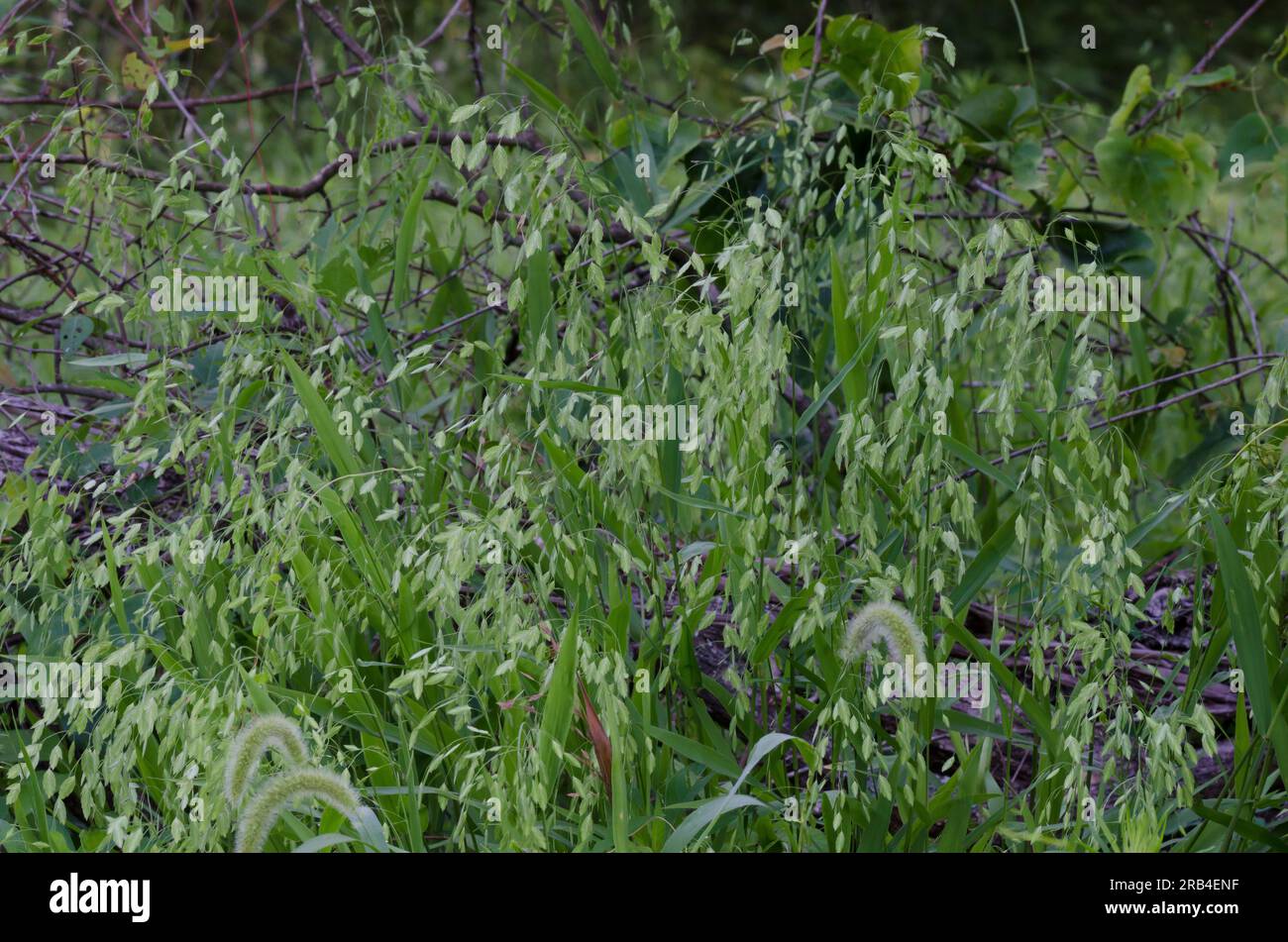 Indian Wood Oats, Chasmanthium latifolium Stock Photo - Alamy