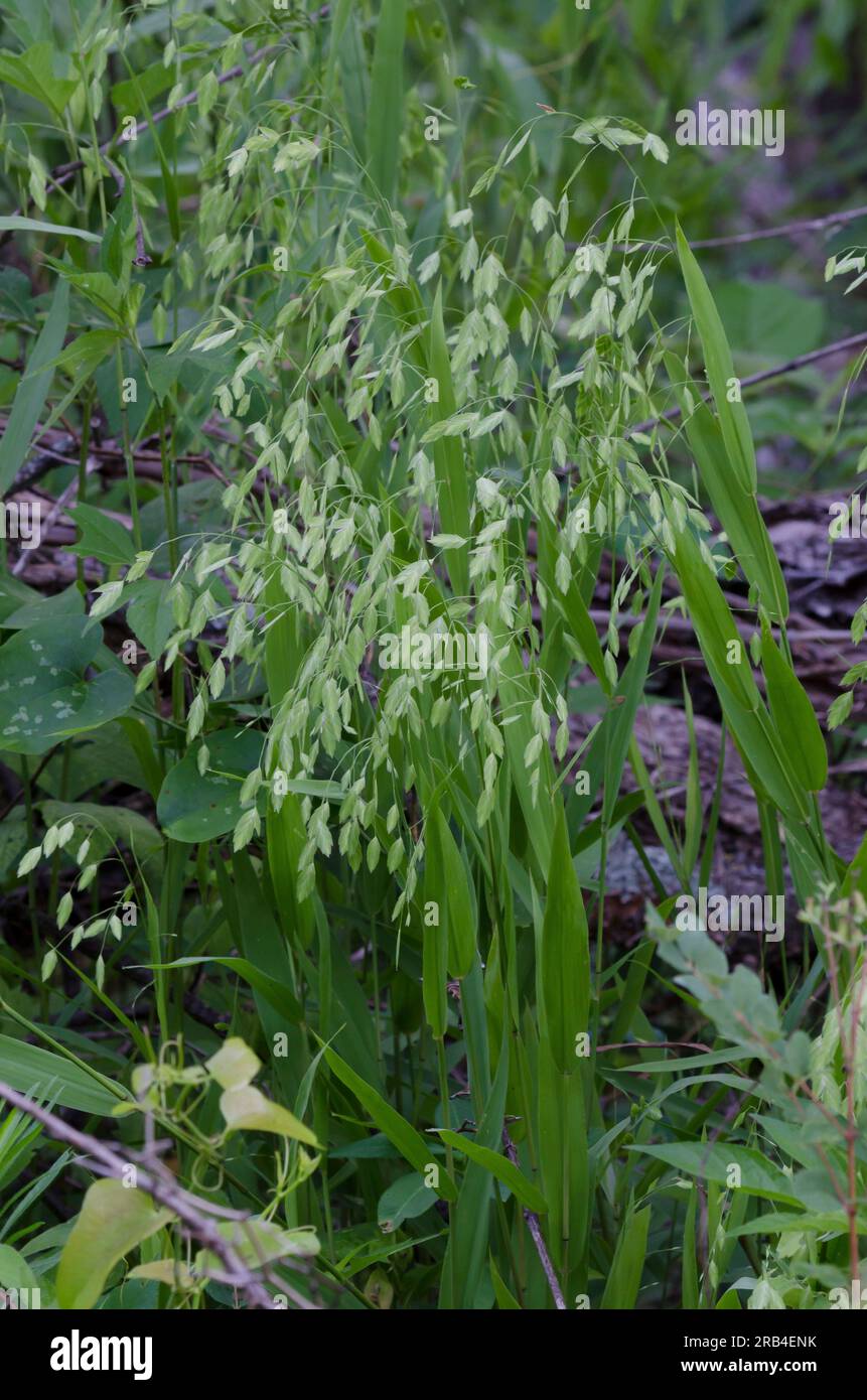 Indian Wood Oats, Chasmanthium latifolium Stock Photo - Alamy