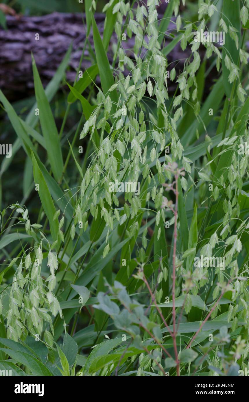 Indian Wood Oats, Chasmanthium latifolium Stock Photo - Alamy