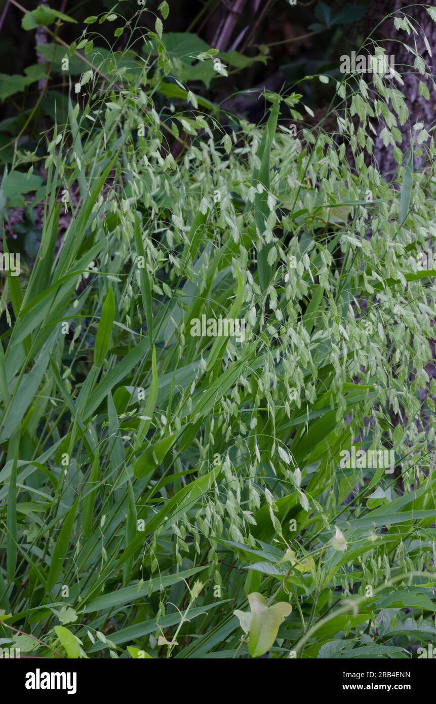 Indian Wood Oats, Chasmanthium latifolium Stock Photo - Alamy