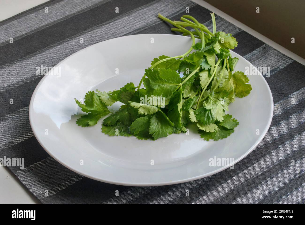 A close-up stock photo featuring wet, vibrant coriander leaves against ...