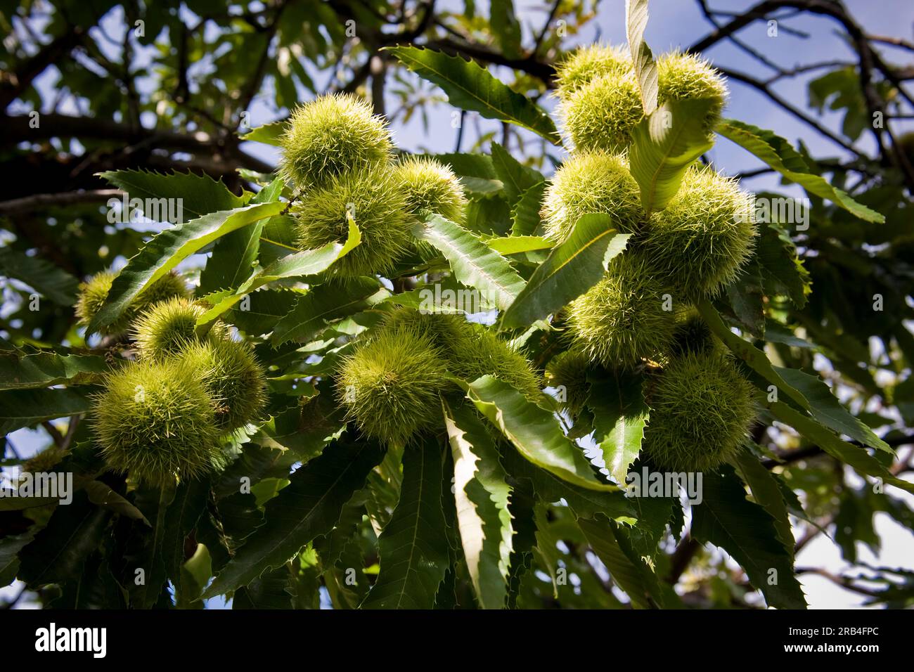 Chestnut trees italy hi-res stock photography and images - Alamy