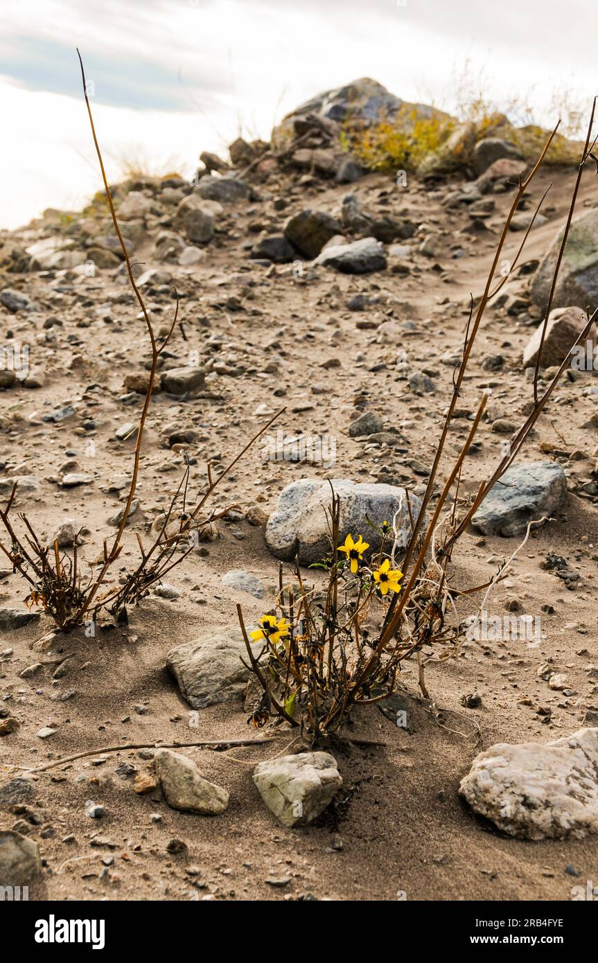 Yellow flowers blooming in the desert drought at Great Sand Dunes ...