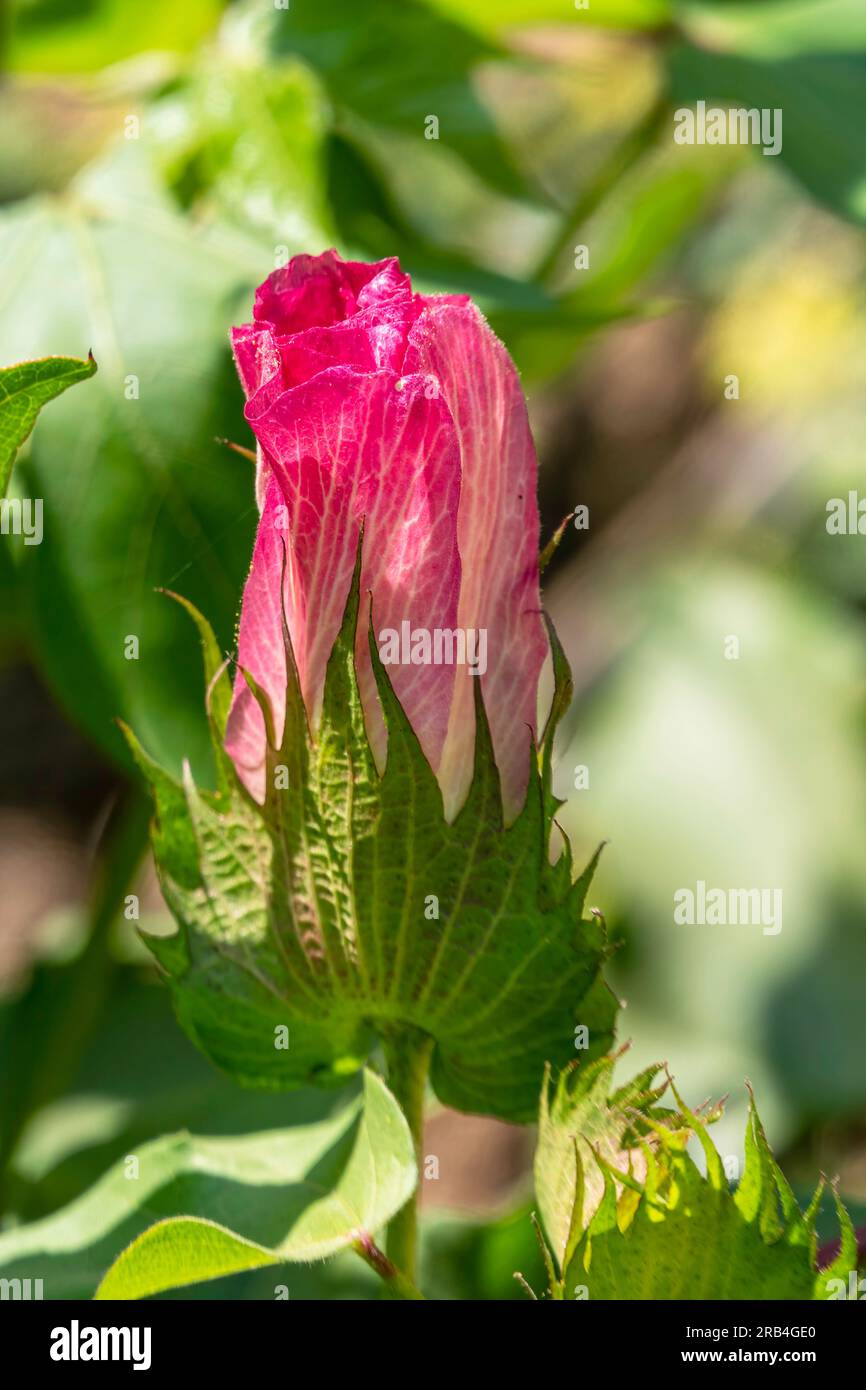 Cotton plant pink flower hi-res stock photography and images - Alamy
