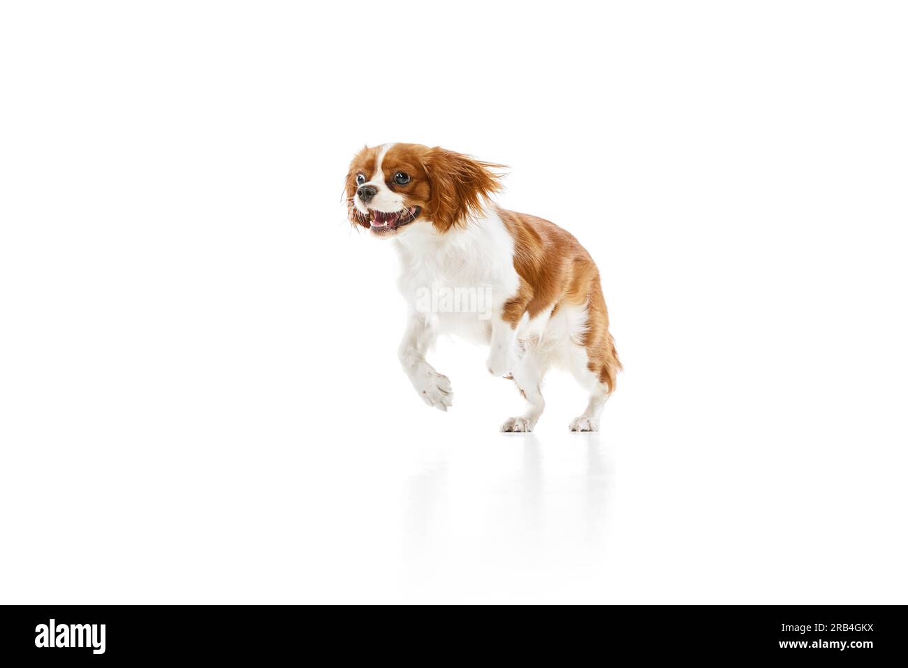 Beautiful, lovely dog of Cavalier King Charles Spaniel in motion ...