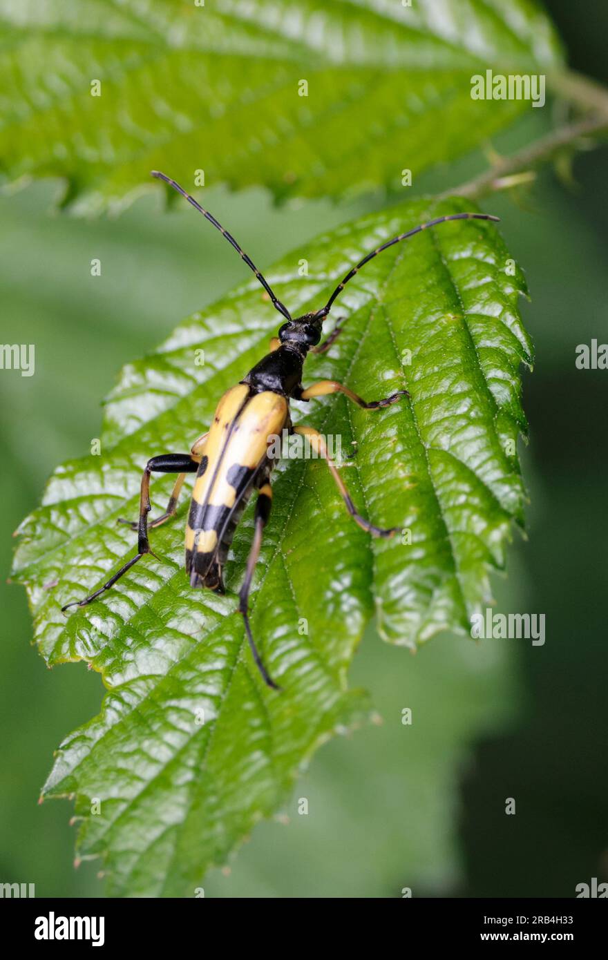 Strangalia maculata beetle on leaf, long yellow and black tapering body ...