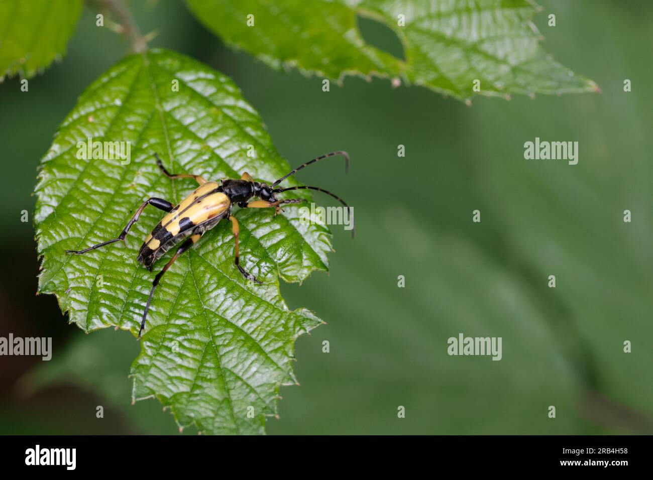 Strangalia maculata beetle on leaf, long yellow and black tapering body ...