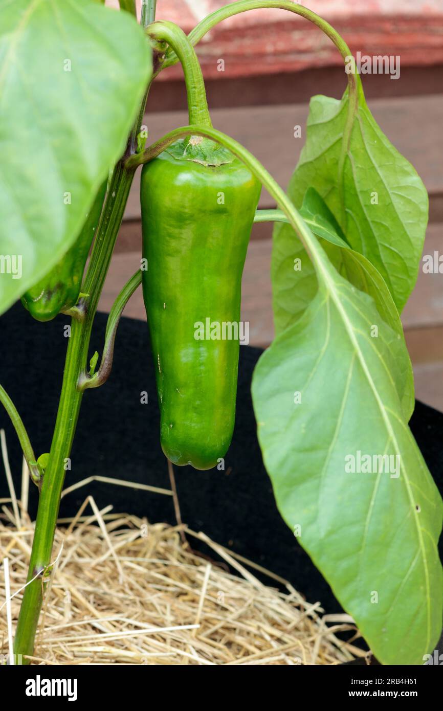 Organic pepper peppers grown from seed hi-res stock photography and ...