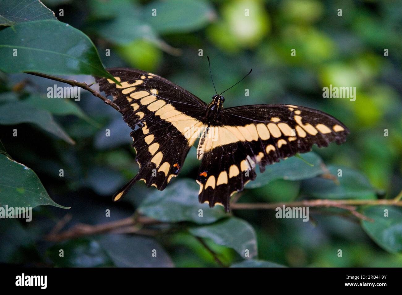 Switzerland, Kerzers, Papillorama, butterfly Stock Photo - Alamy