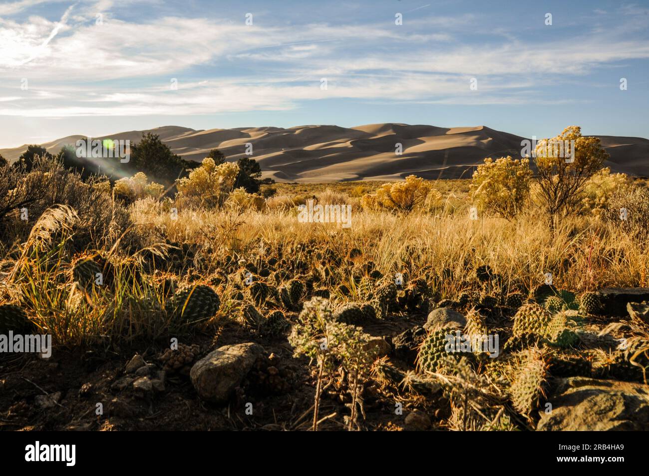 Drought tolerant cacti in front of the massive dunes at Great Sand ...