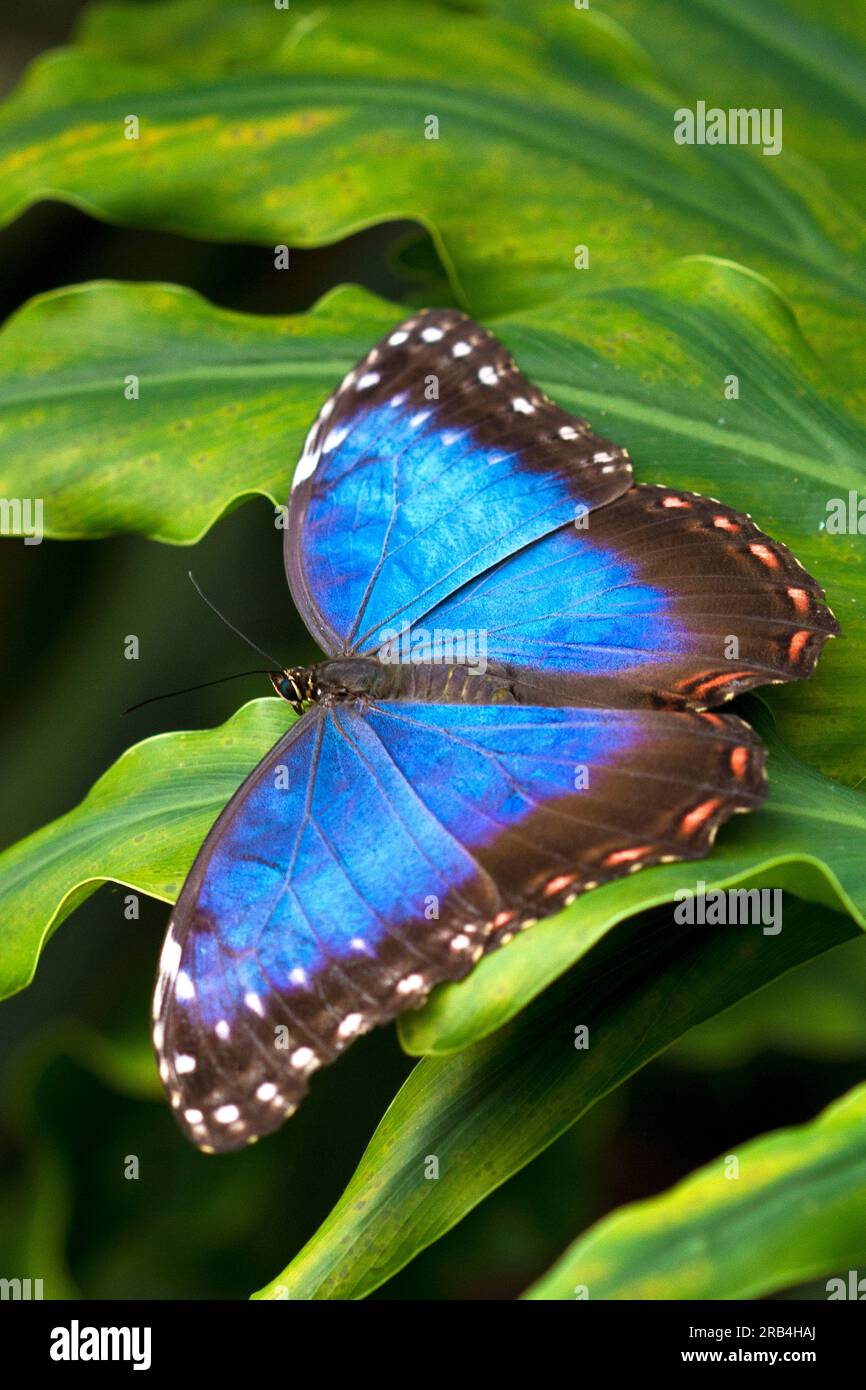 Butterfly, Blue Morpho peleides Stock Photo - Alamy