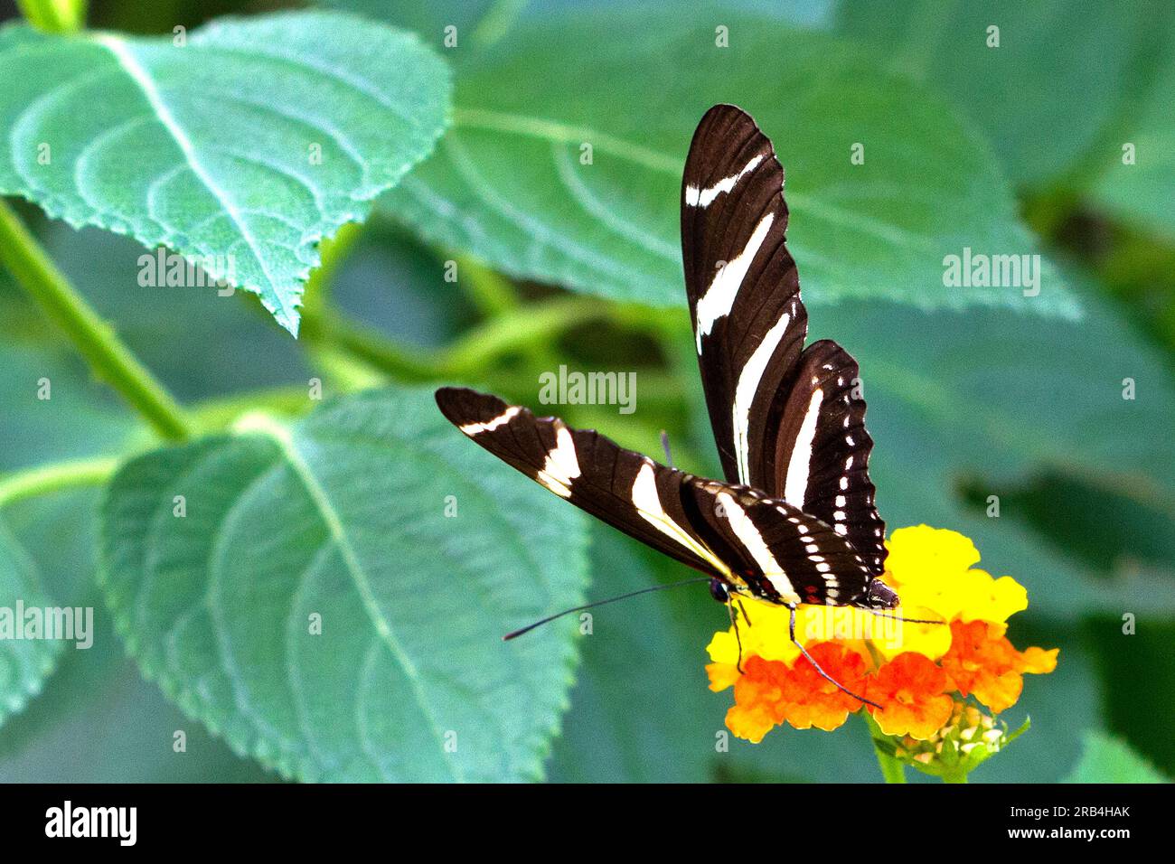 Butterfly, Zebra, Longwing Stock Photo - Alamy