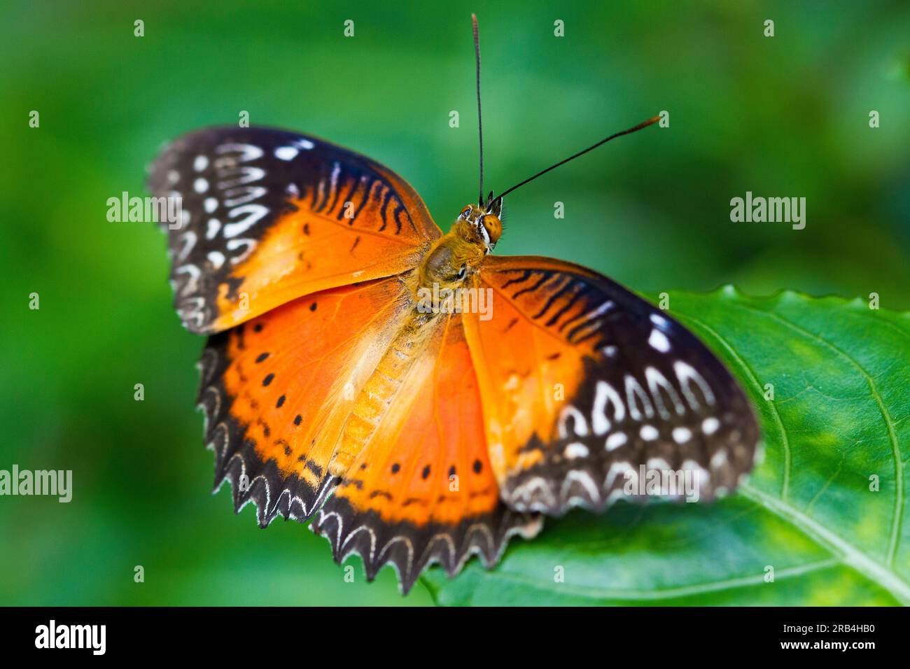 Butterfly, Red Lacewing Cethosia biblis Stock Photo - Alamy