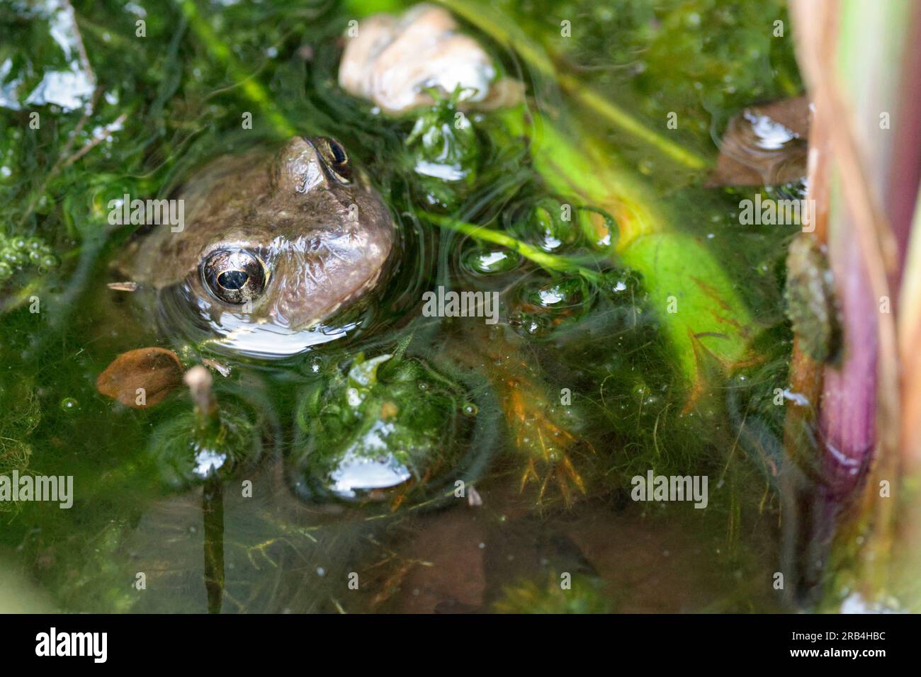 Common frog Rana temporaria, in small garden pond poking head out from ...