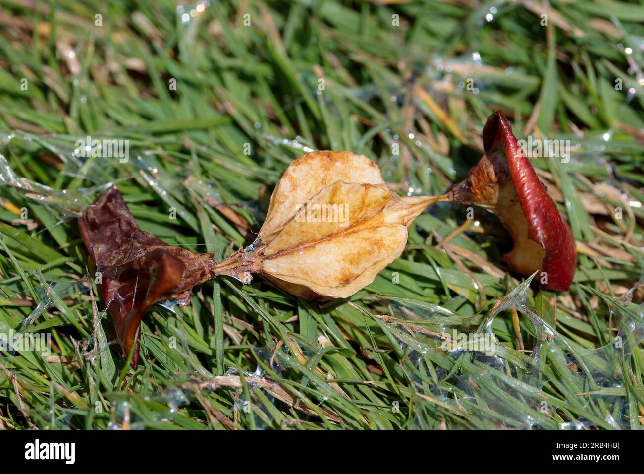 Apple core on grass hi-res stock photography and images - Alamy