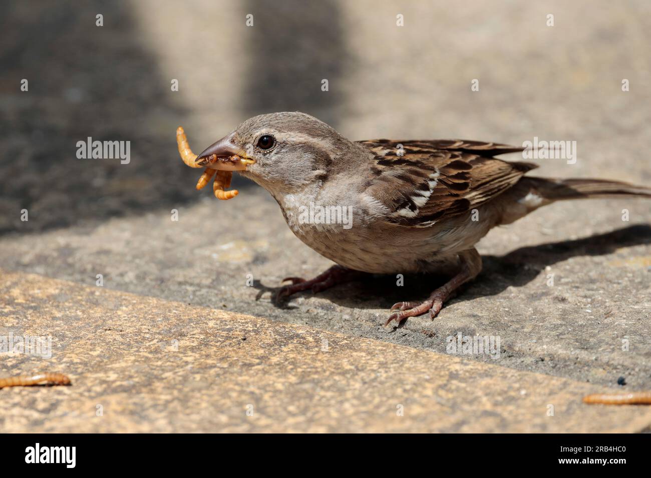 Meal worms from fridge to bird to nest hi-res stock photography and ...