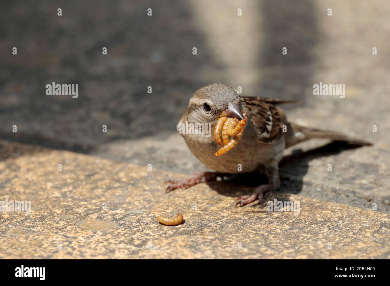 Helping feed nestlings with meal worms hi-res stock photography and ...