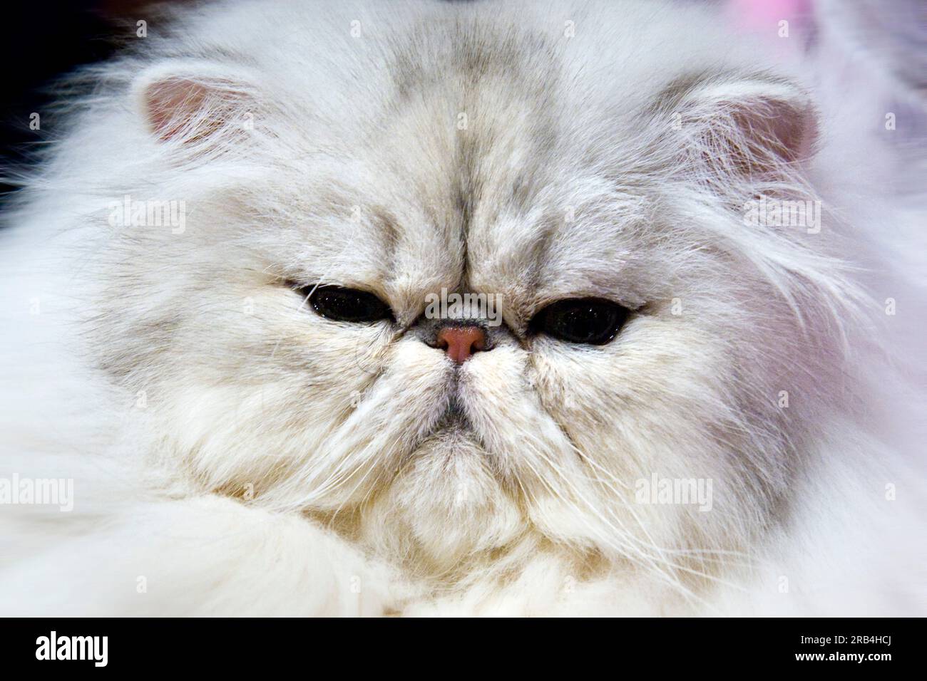 Persian fauna hi-res stock photography and images - Alamy