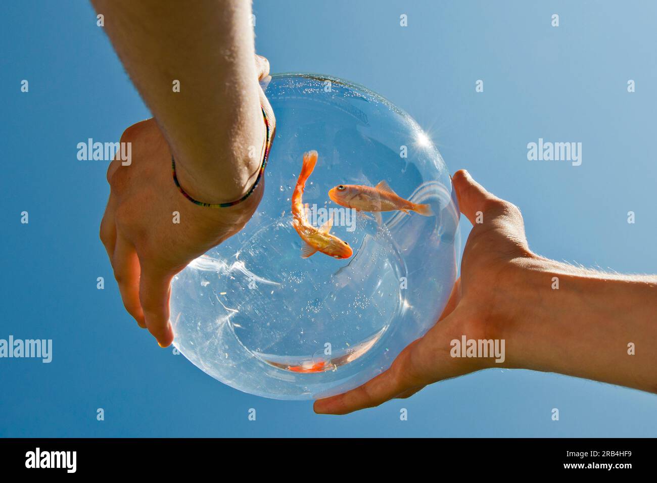 Hand fish tank hi-res stock photography and images - Alamy