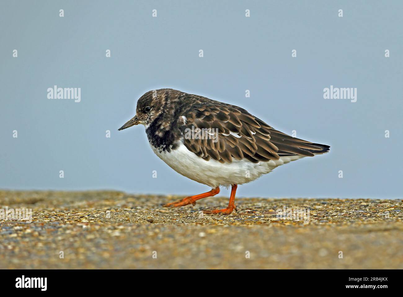 Ruddy Turnstone (Arenaria interpres) winter plumage bird walking on sea ...