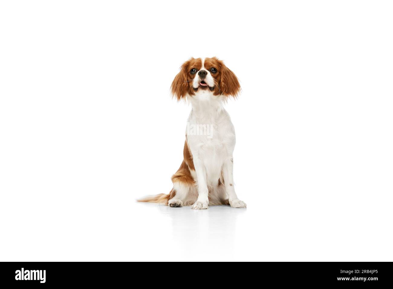 Beautiful, calm, purebred dog of Cavalier King Charles Spaniel sitting ...
