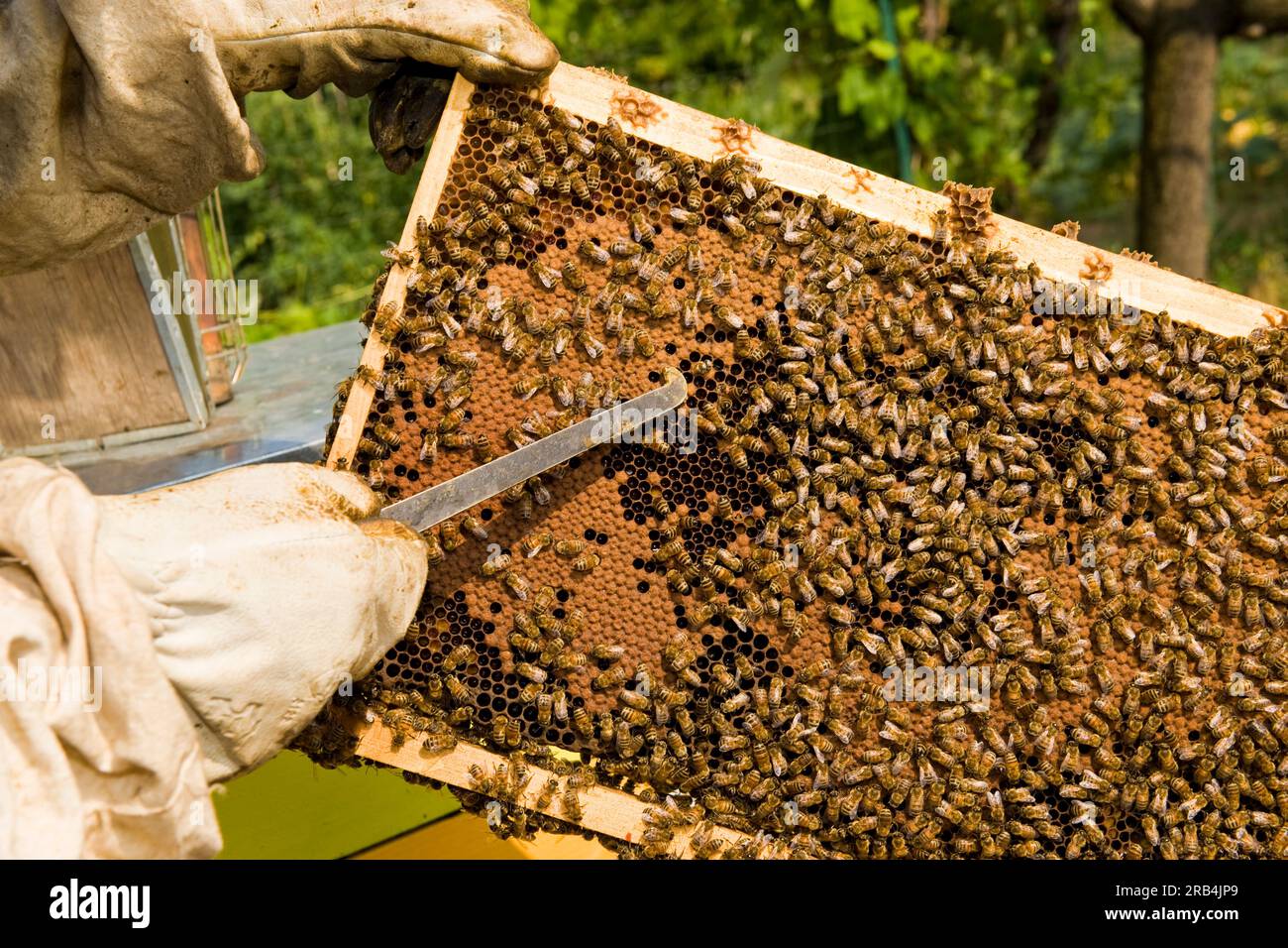Beekeeper attire hi-res stock photography and images - Alamy