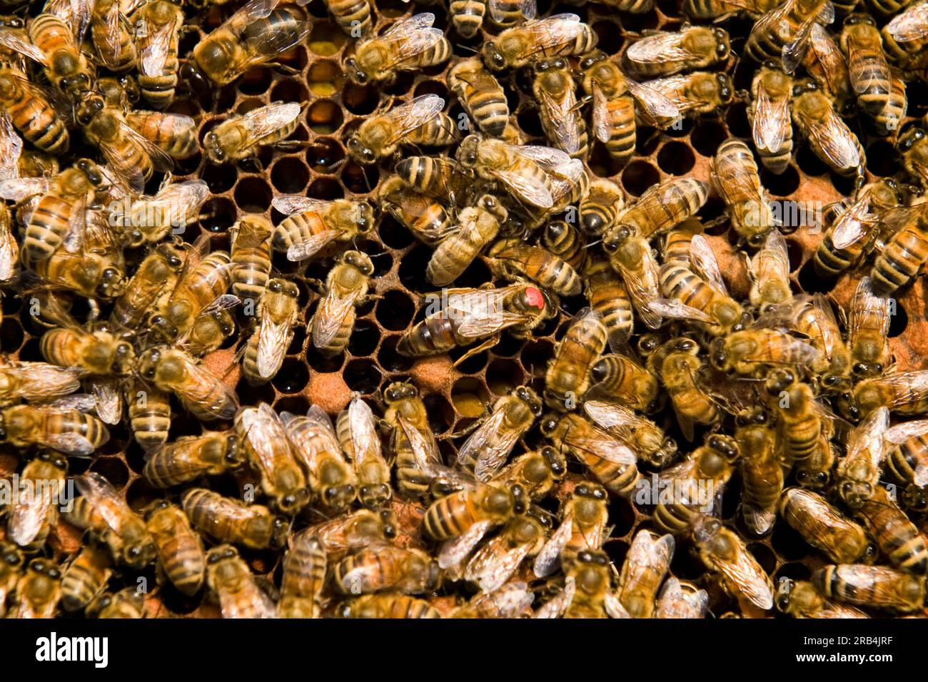 Bee rearing hi-res stock photography and images - Alamy