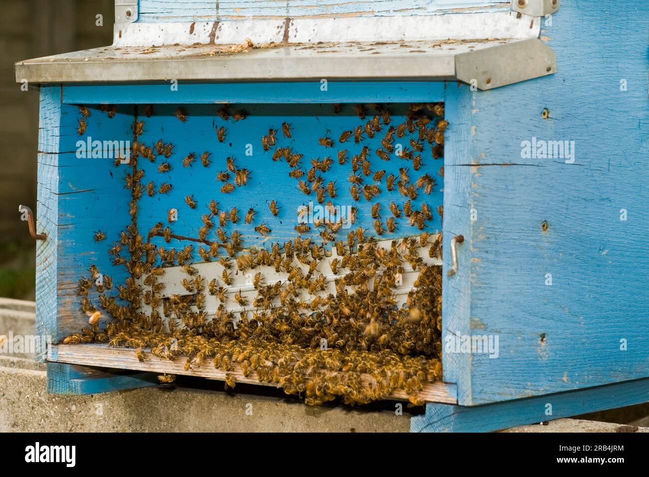 Bee farms hi-res stock photography and images - Alamy