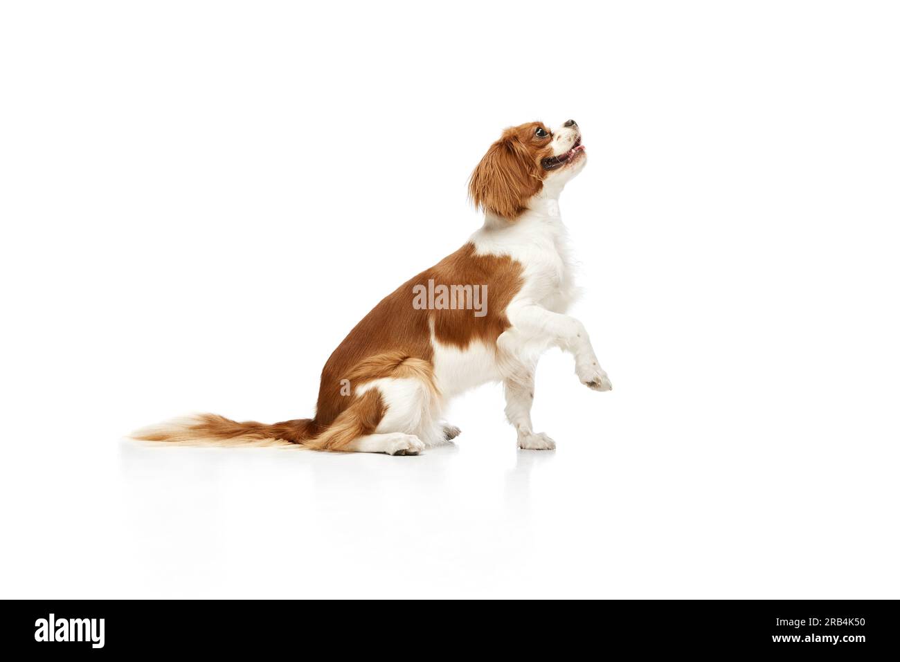 Playful, cute dog of Cavalier King Charles Spaniel sitting, playing ...