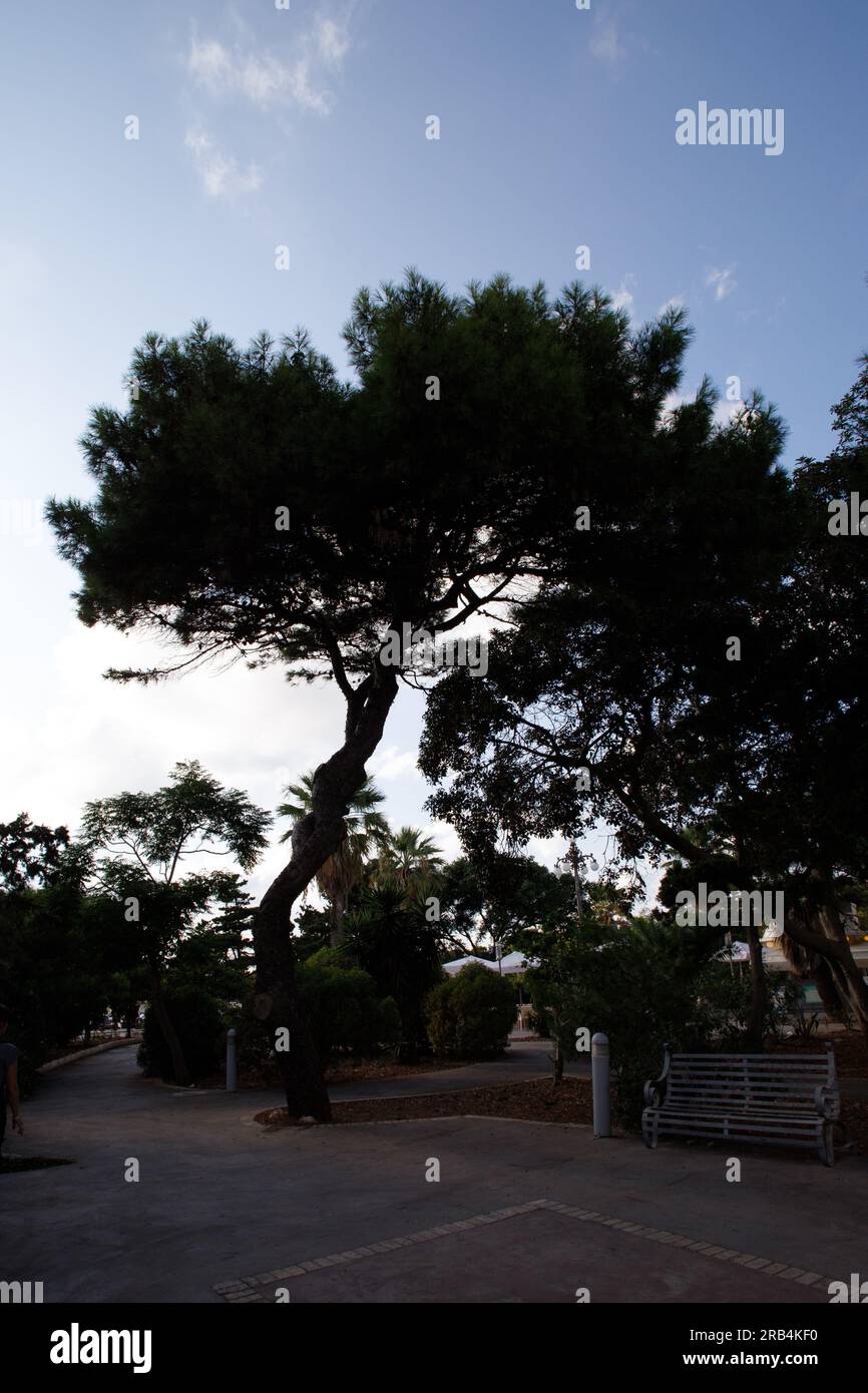 Rabat, Malta, tree against the light Stock Photo - Alamy