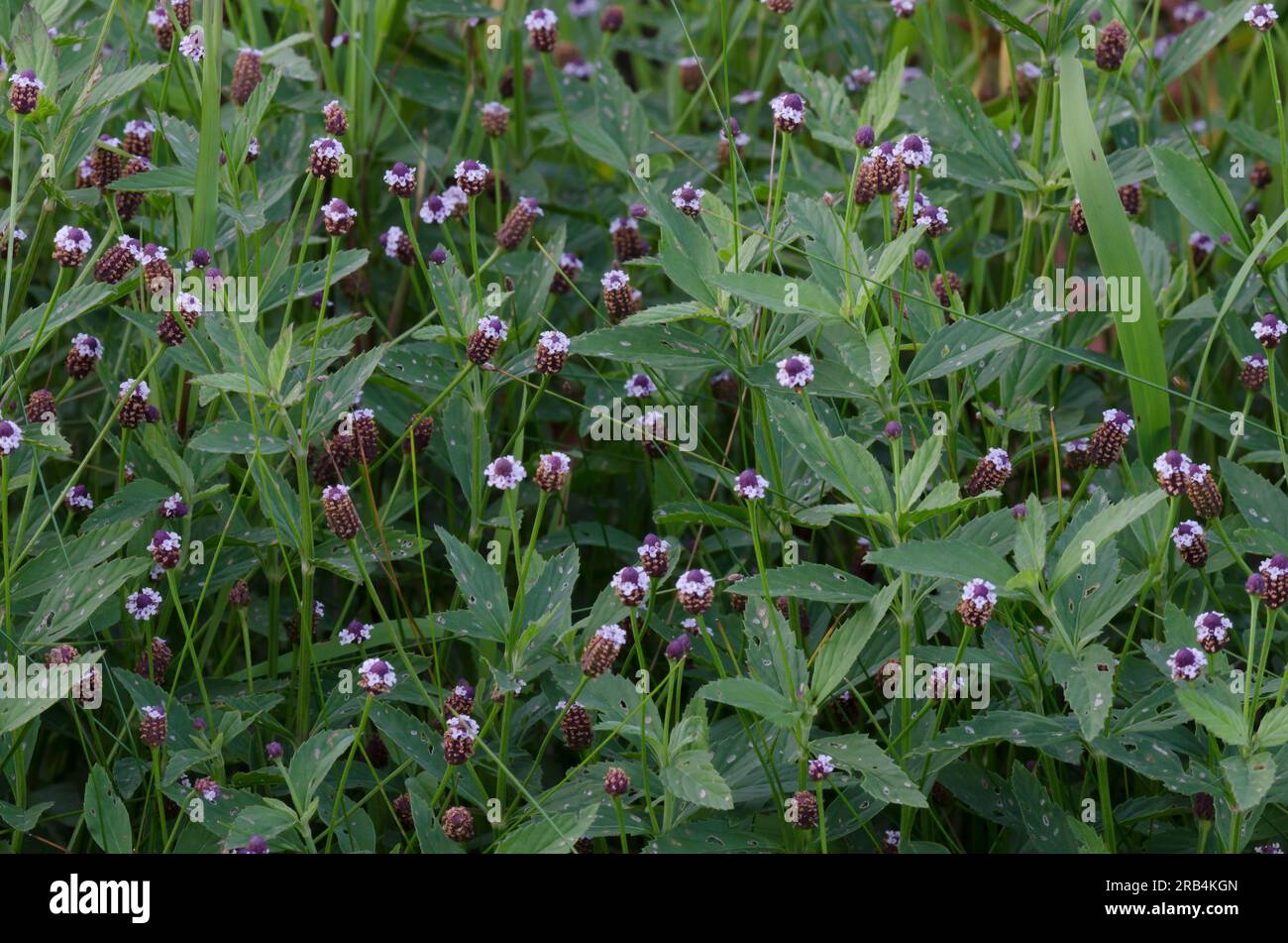 Lanceleaf Fogfruit, Phyla lanceolata Stock Photo - Alamy