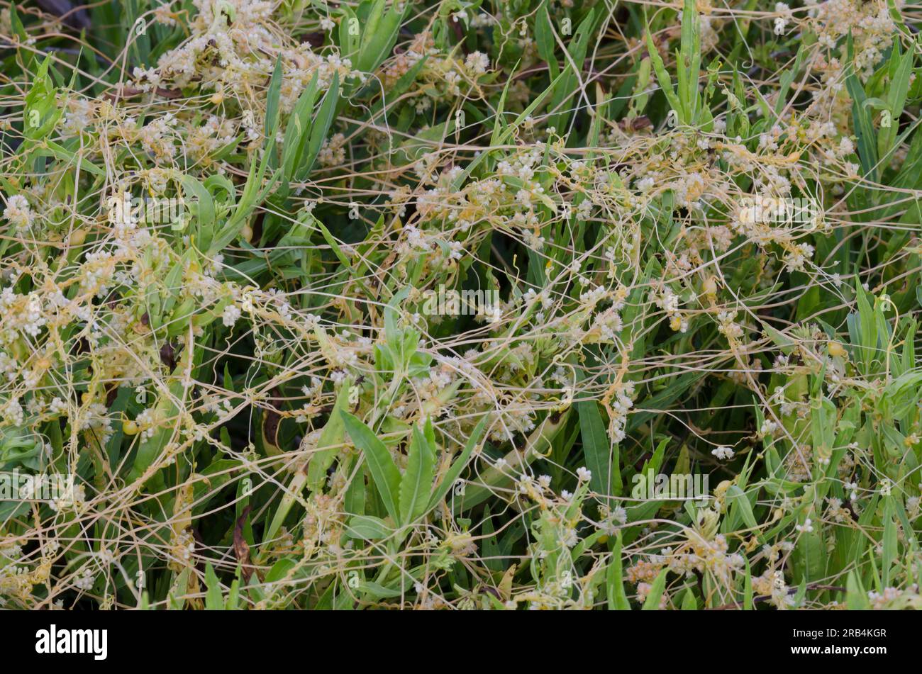 Cuscuta sp hi-res stock photography and images - Alamy