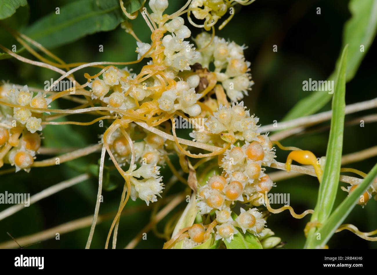 Cuscuta sp hi-res stock photography and images - Alamy