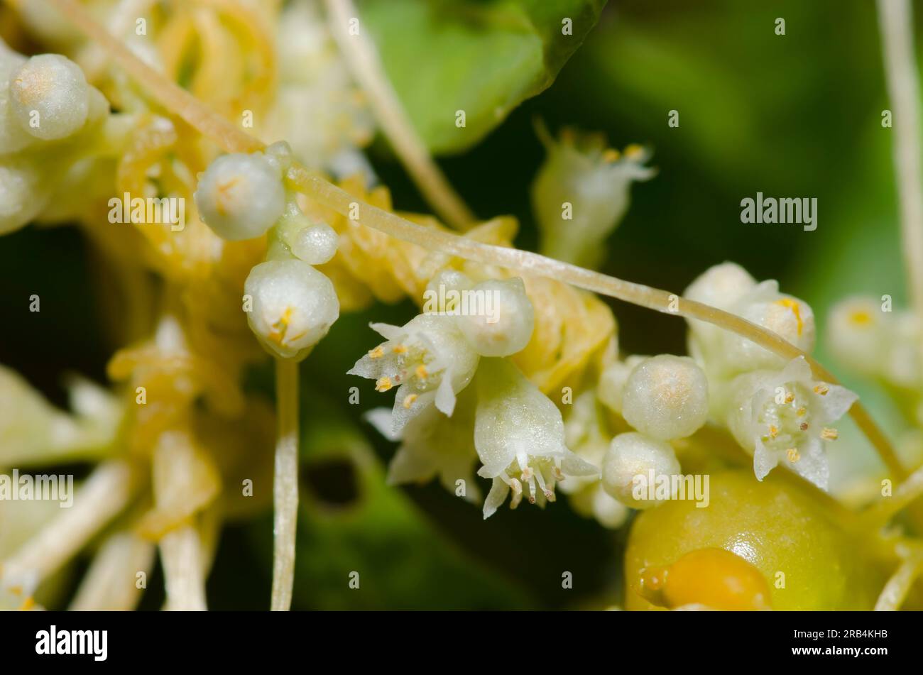 Amarbel hi-res stock photography and images - Alamy