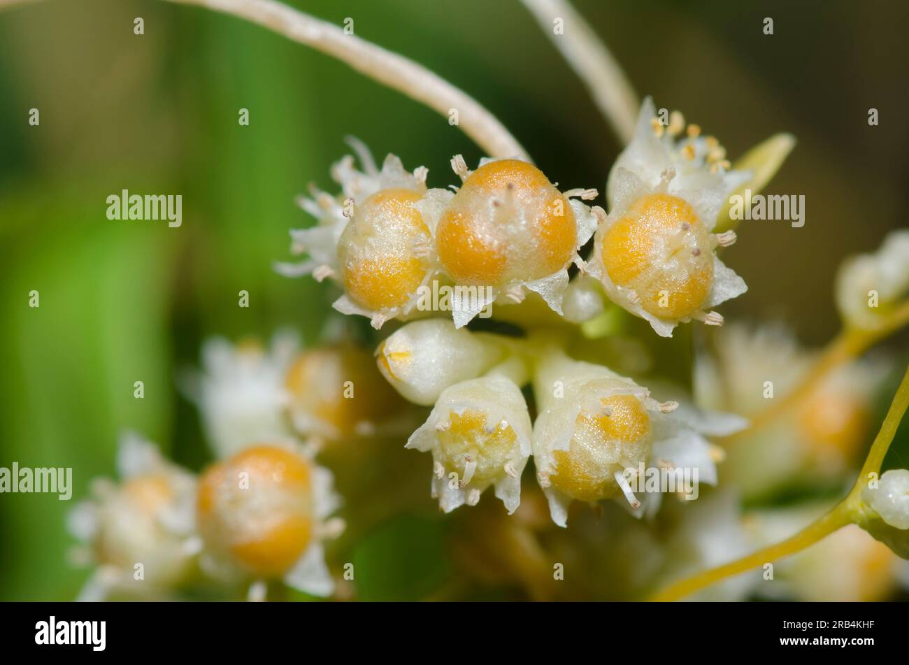 Cuscuta sp hi-res stock photography and images - Alamy