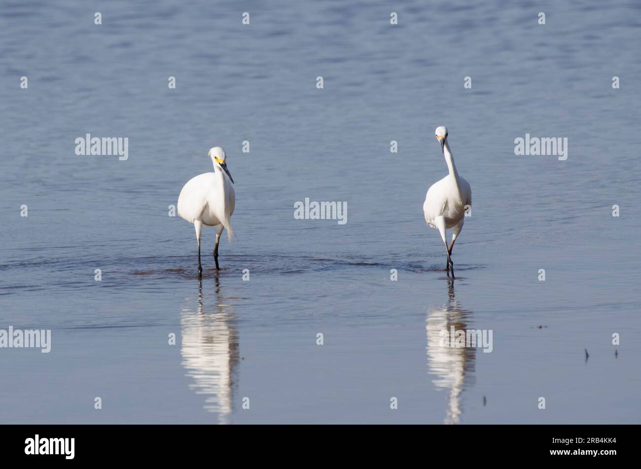 Lake egrets hi-res stock photography and images - Alamy