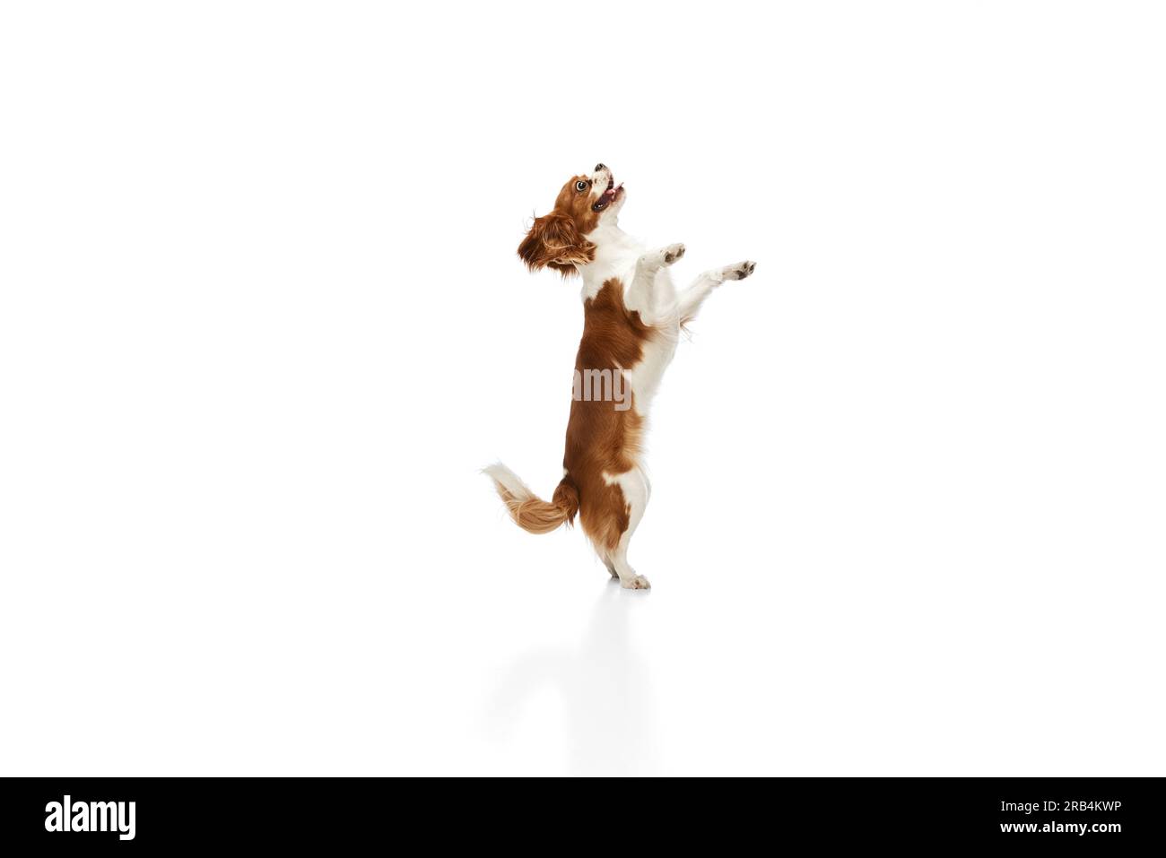 Playful, cute dog of Cavalier King Charles Spaniel standing on hind ...