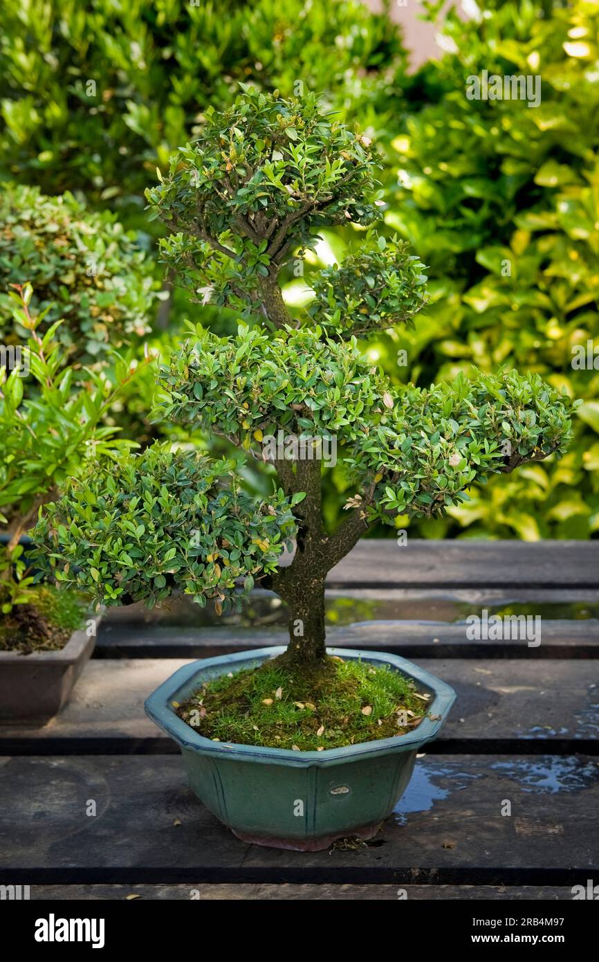 Buxus bonsai hi-res stock photography and images - Alamy