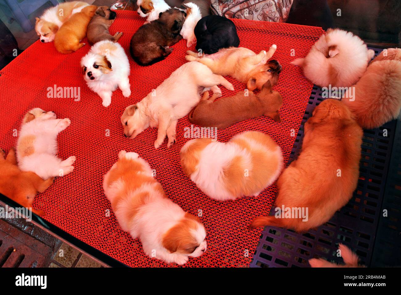 China dogs hi-res stock photography and images - Alamy