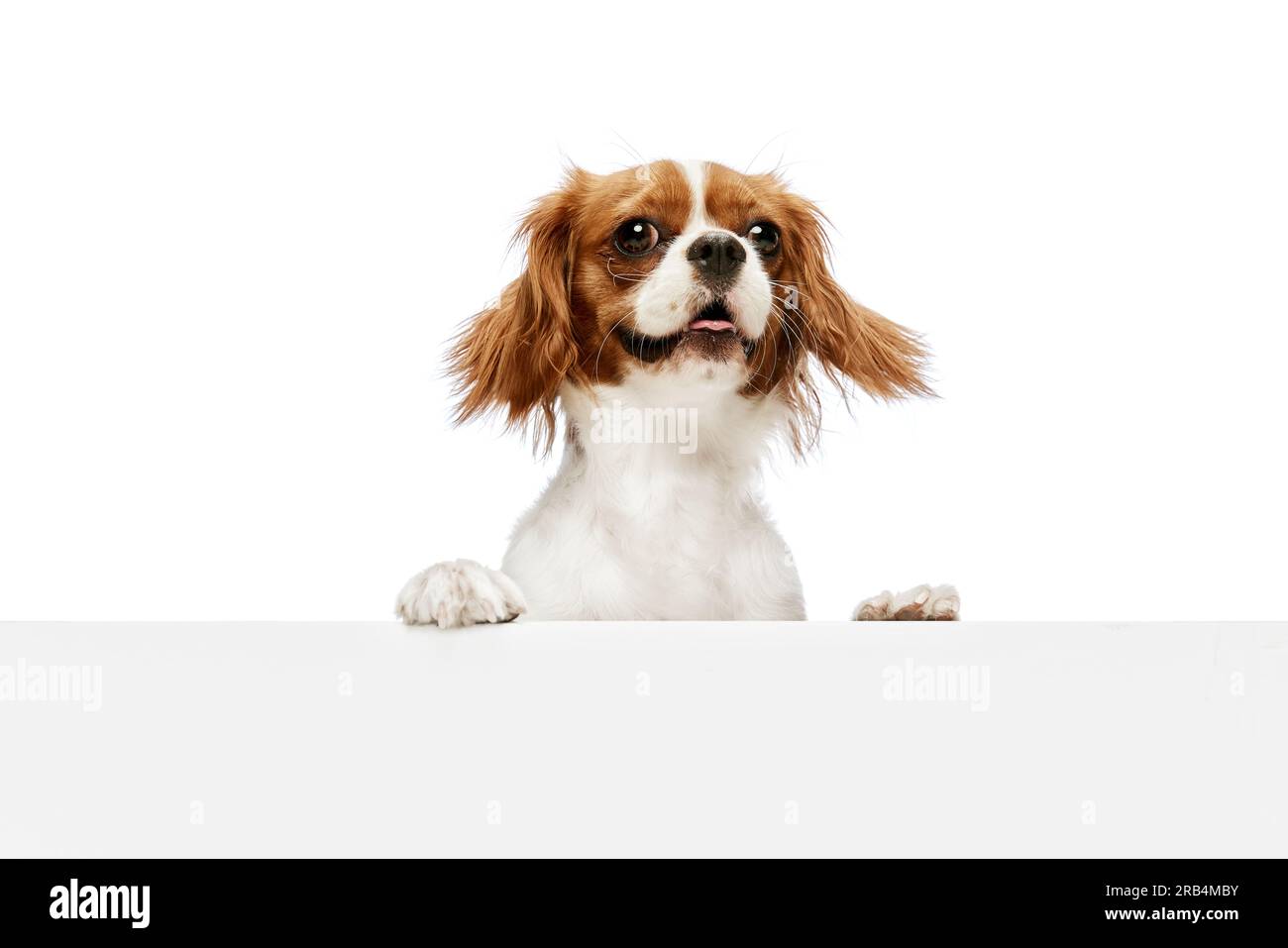 Cute, funny, beautiful purebred dog of Cavalier King Charles Spaniel ...